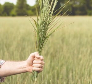 Field Notes Episode 16: Specialty Grain Markets – Crops and Soils