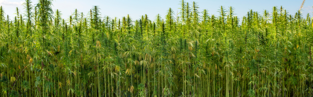 Hemp Grain and Fiber Database – Crops and Soils