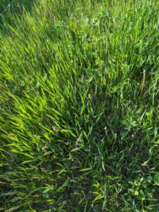 Revisiting the significant role of grass on Wisconsin dairies – Crops ...