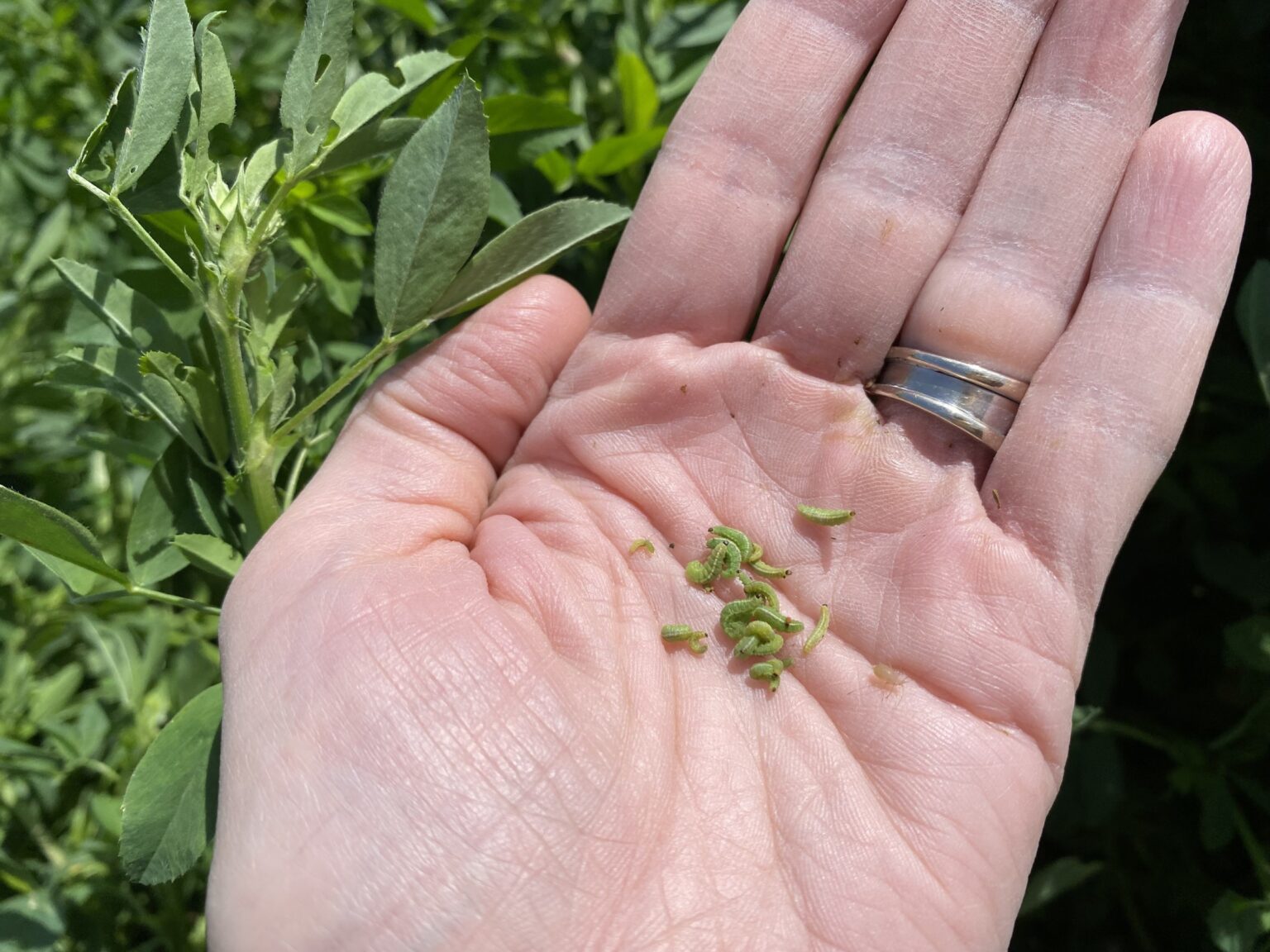 Managing Alfalfa Weevil in Wisconsin Alfalfa Fields – Crops and Soils