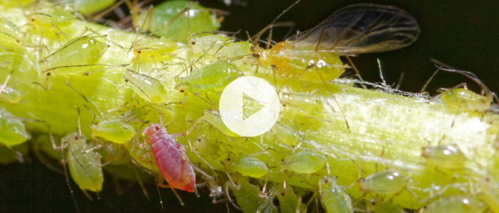 Watch: Interacting with WI’s Insect Pest Network and Alert System ...