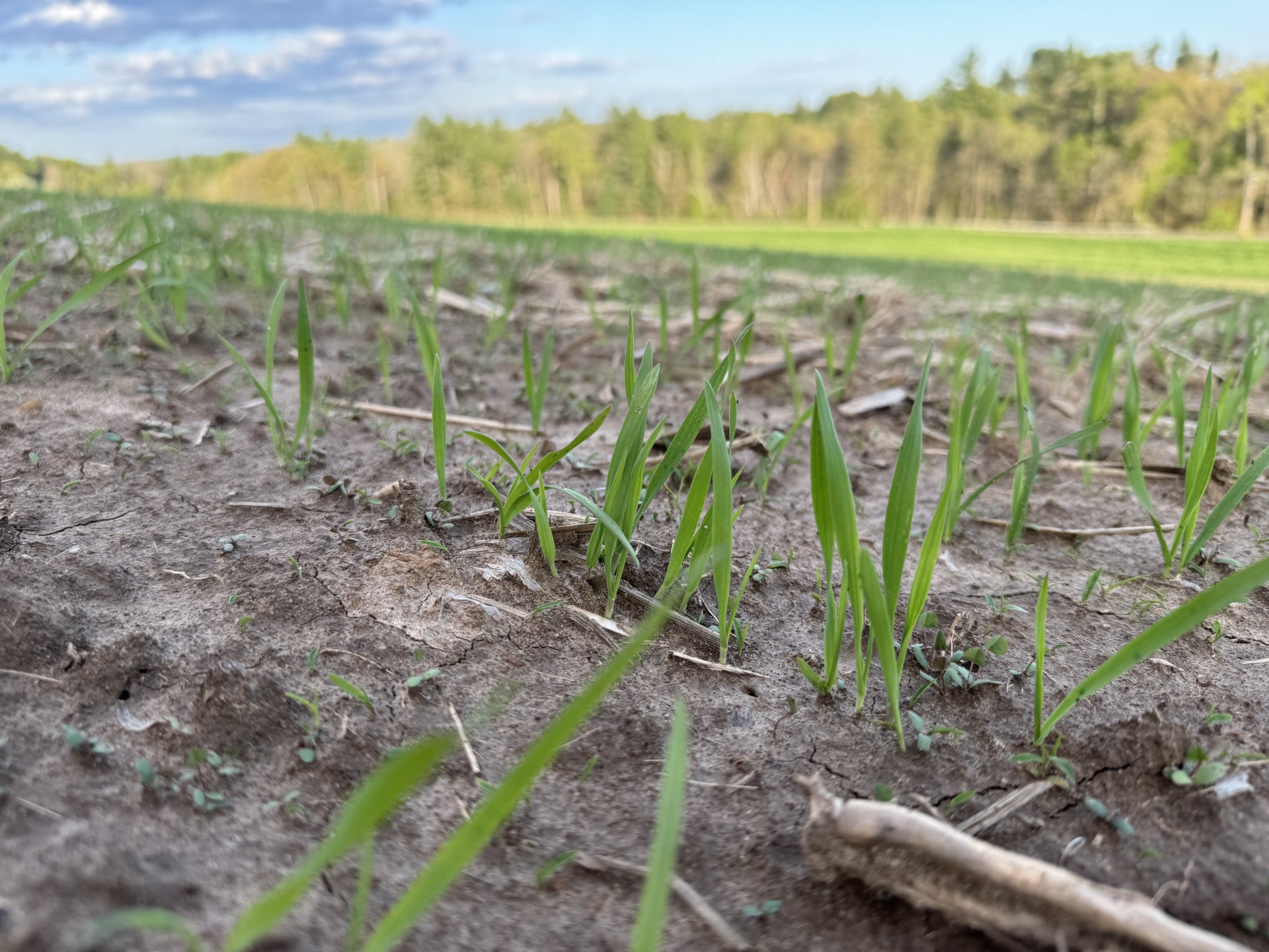 April 17, 2025 Weather Outlook – Crops and Soils