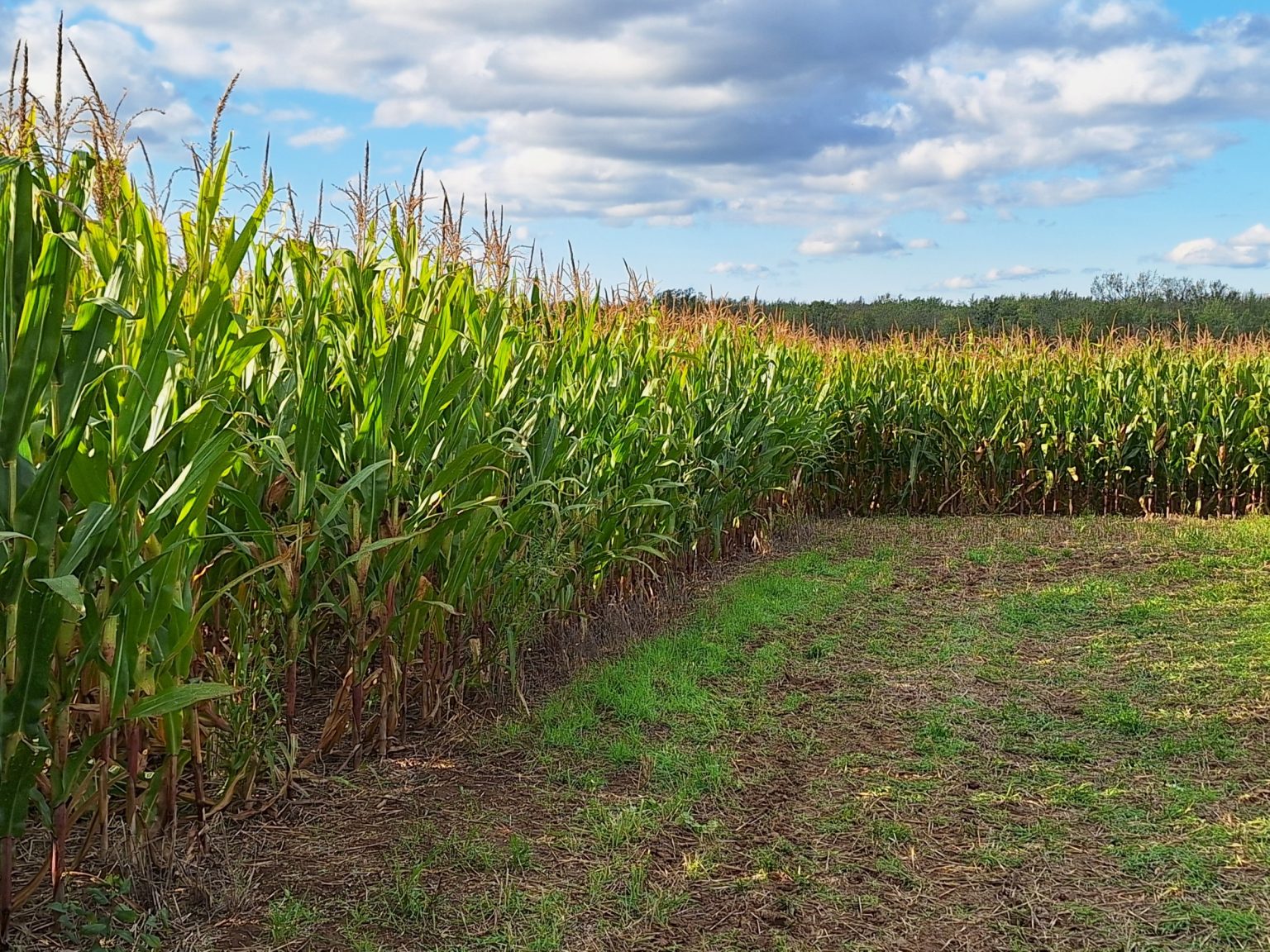 Corn Agronomy – Crops and Soils