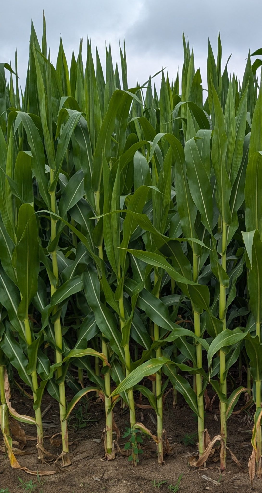 Corn Agronomy – Crops and Soils
