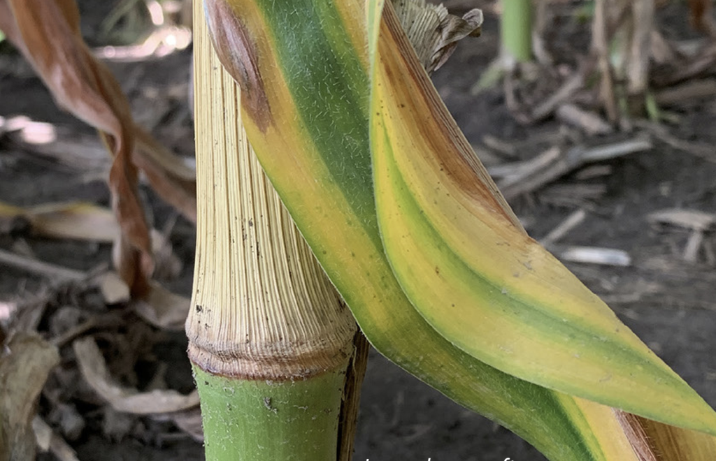 Corn Agronomy – Crops and Soils