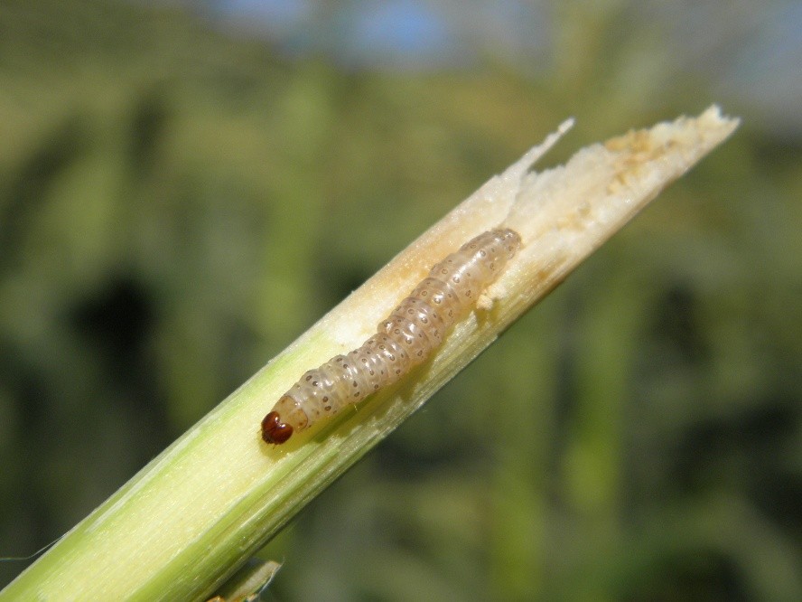 Managing European Corn Borer in Wisconsin Corn Fields – Crops and Soils