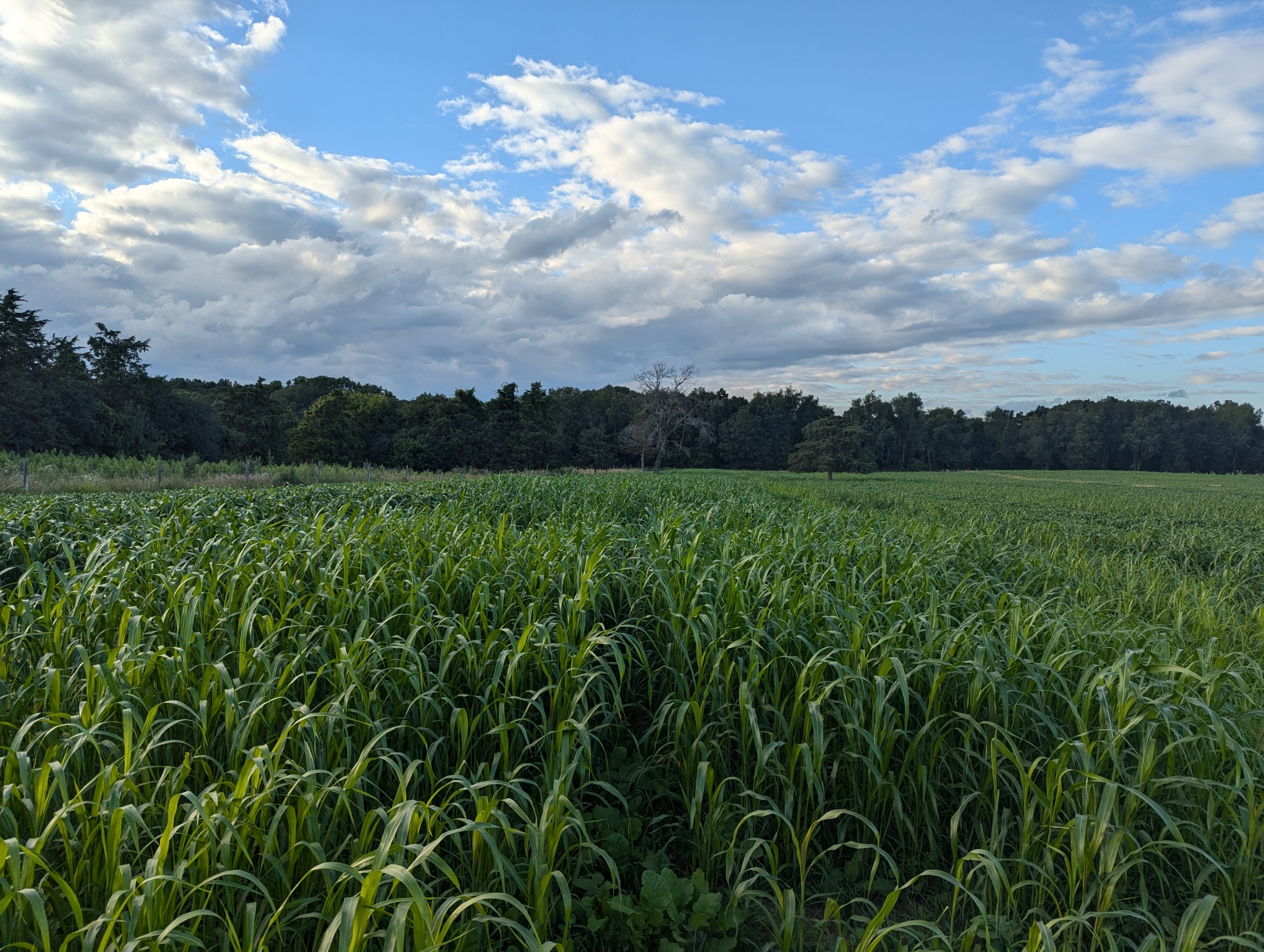 Summer Annual Forages: Diversify your feed – Crops and Soils