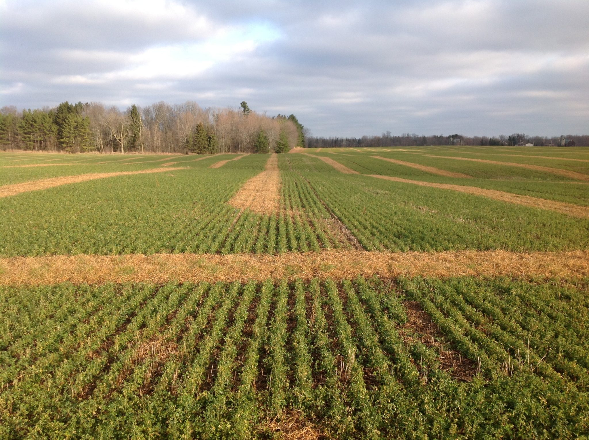 Establishing alfalfa following wheat – Crops and Soils