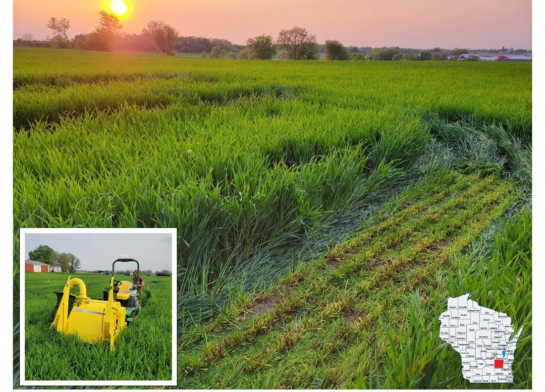 Nitrogen Optimization Pilot Program (NOPP) Project Spotlight – Turzinski, LASA, Blank – Crops ...