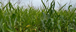 6 common traits of top-yielding fields – Crops and Soils