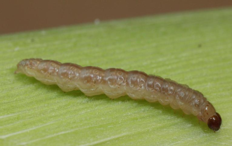 Managing European Corn Borers in Wisconsin Corn Fields – Crops and Soils