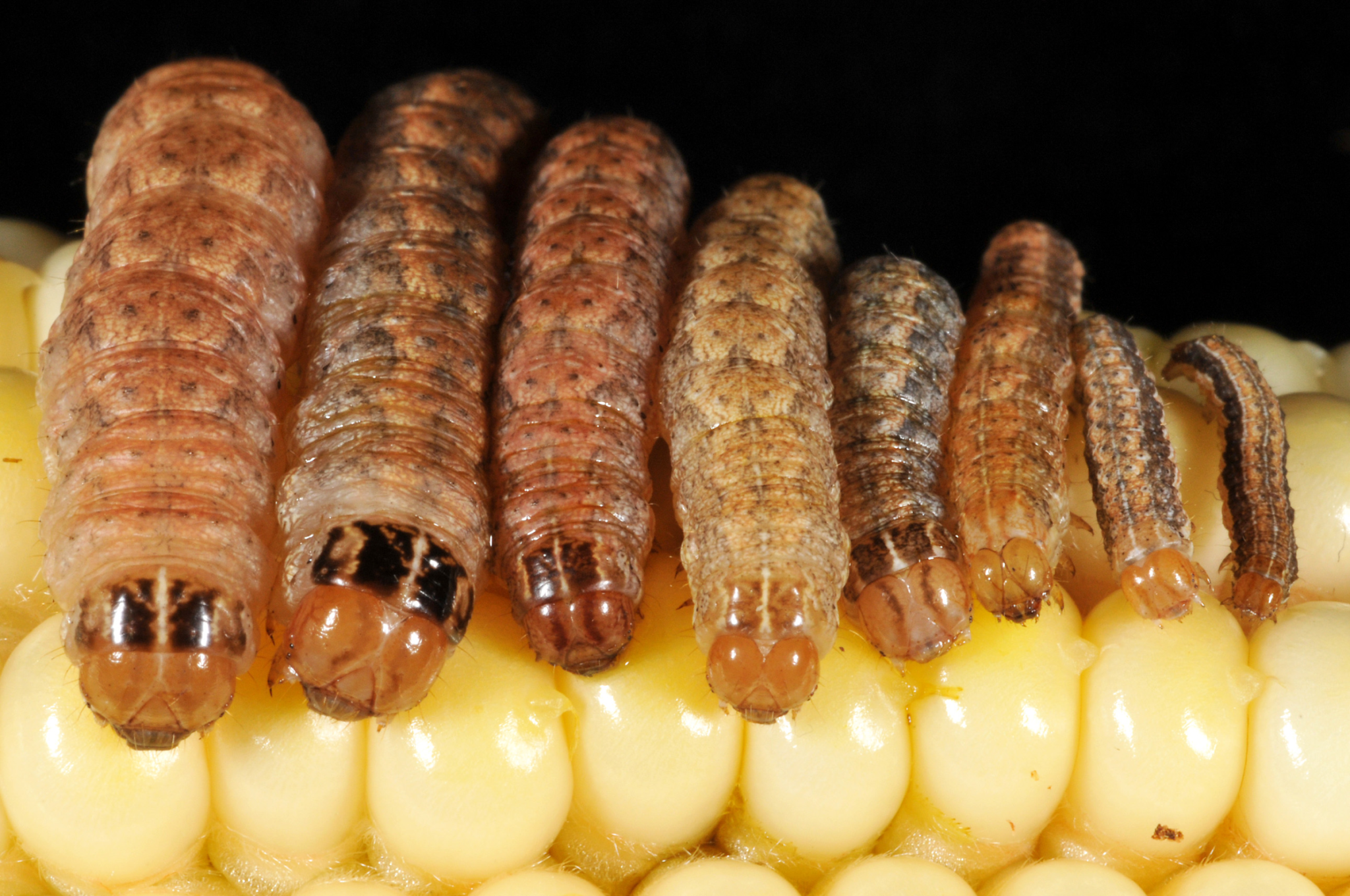 Managing Western Bean Cutworms in Wisconsin Corn Fields – Crops and Soils