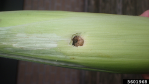 Managing Western Bean Cutworms in Wisconsin Corn Fields – Crops and Soils