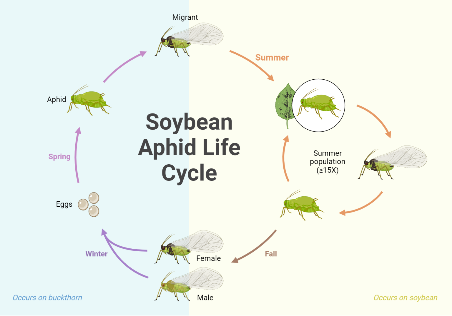 Managing Soybean Aphids in Wisconsin Soybean Fields – Crops and Soils