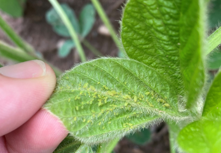 Managing Soybean Aphids in Wisconsin Soybean Fields – Crops and Soils