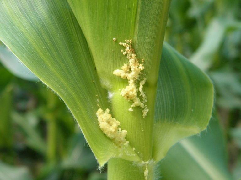 Managing European Corn Borer in Wisconsin Corn Fields – Crops and Soils