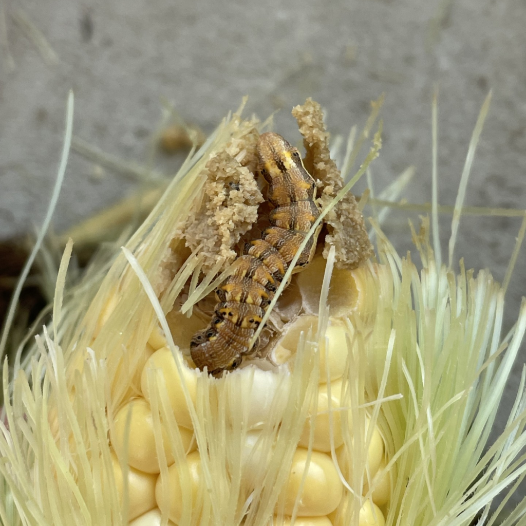 Managing Corn Earworms in Wisconsin Corn Fields – Crops and Soils