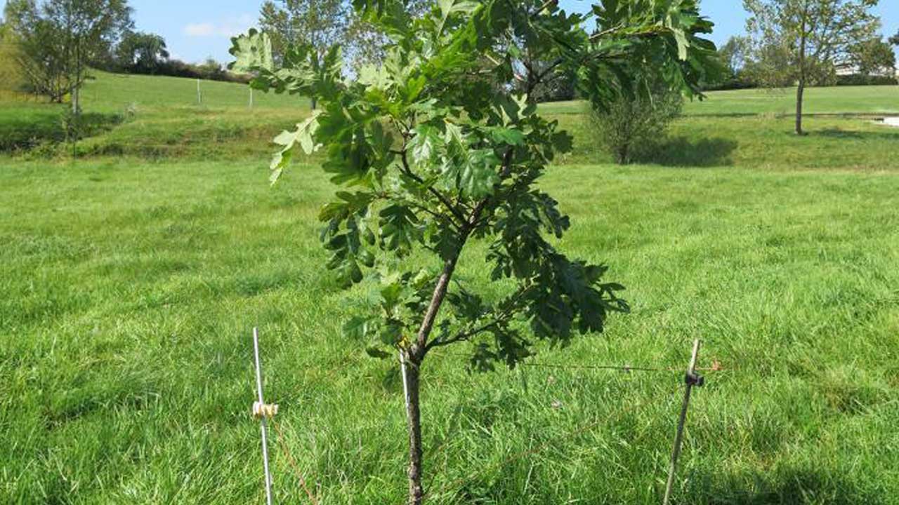 Establishing silvopasture by planting trees – Crops and Soils