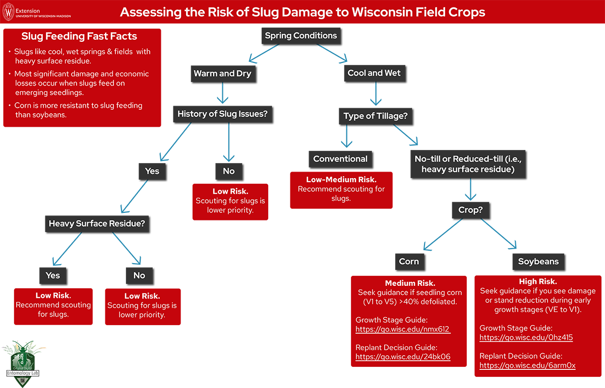 Managing Slugs in Wisconsin Field Crops – Crops and Soils
