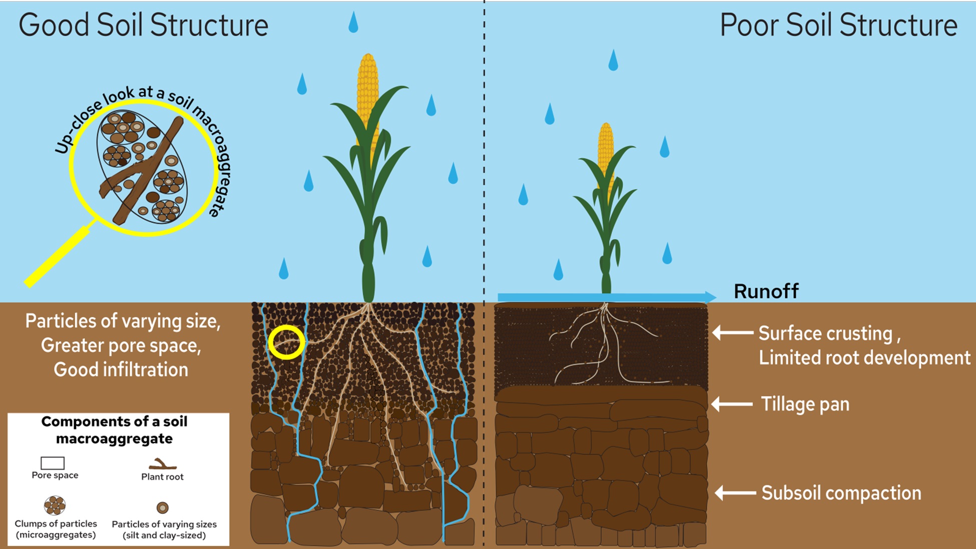 Soil Health in Wisconsin: Characteristics of Healthy Soil – Crops and Soils