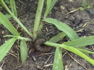 Managing Black Cutworm in Wisconsin Corn Fields – Crops and Soils