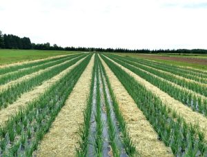 Cut-and-Carry Mulch Case Studies – Crops and Soils