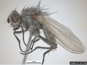 Early season insect scouting in corn – Crops and Soils