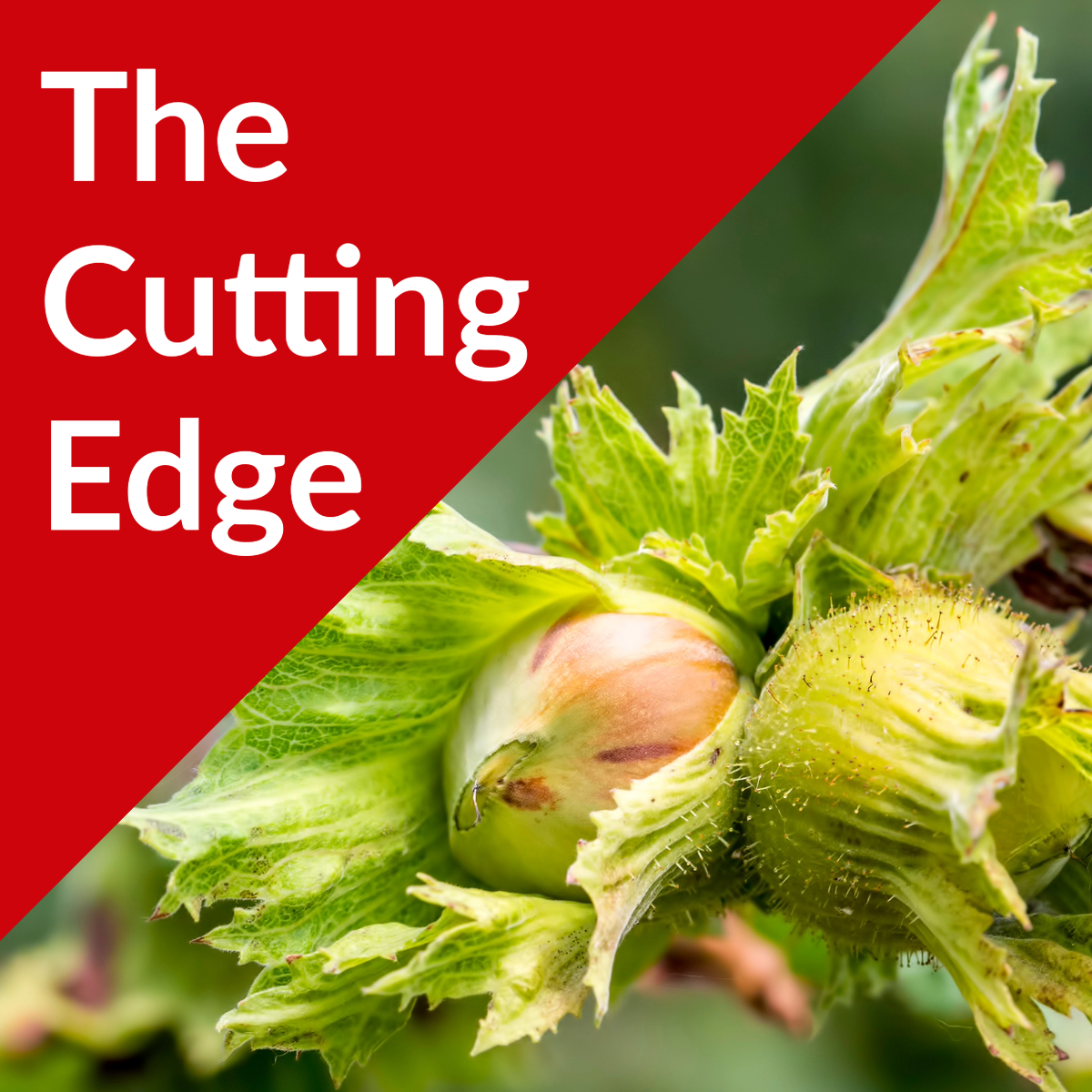 The Cutting Edge Podcast Episode #50: UMHDI Hazelnut Breeding Updates ...