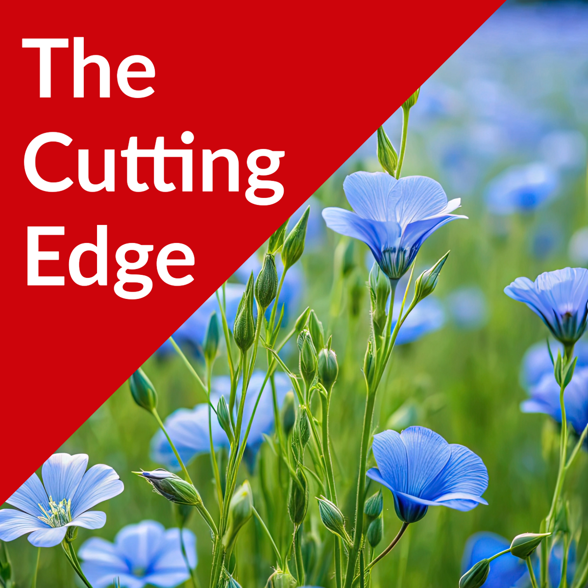 The Cutting Edge Podcast Episode #54: Fiber Flax – Building the US ...