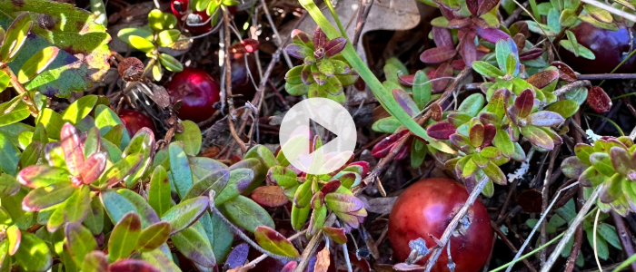 Cranberry Heat Stress – Crops and Soils