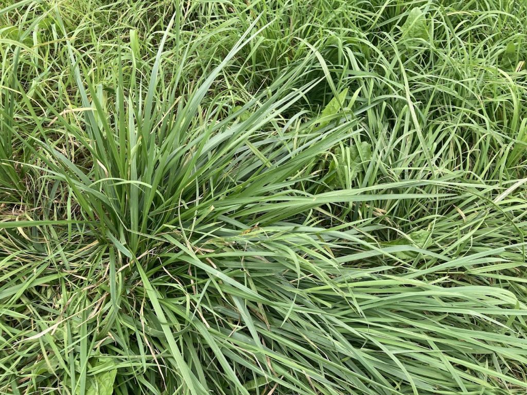 Grazing Resource Library – Crops and Soils